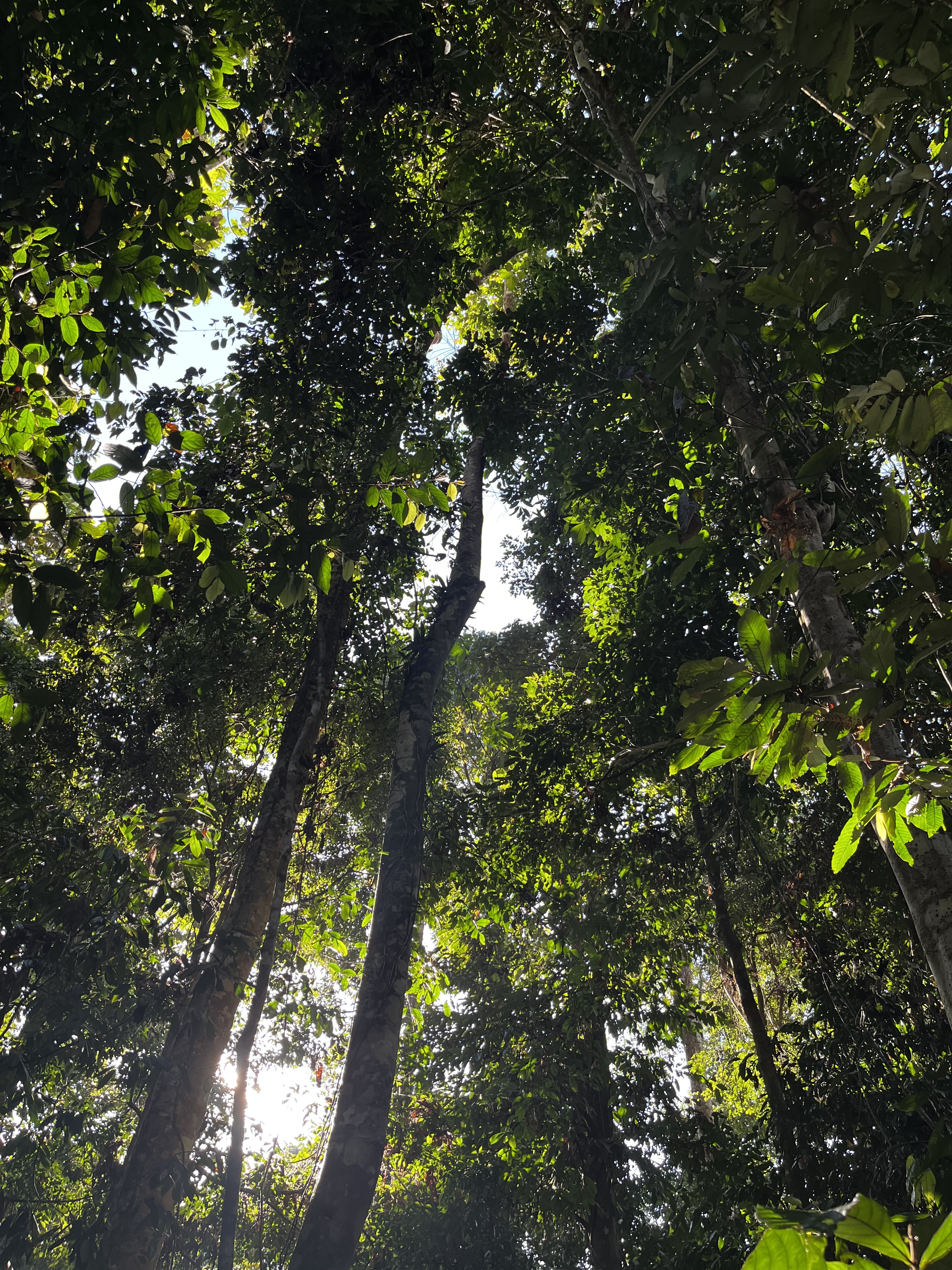 Championing Sustainable Forest Management: Deramakot Forest Reserve ...