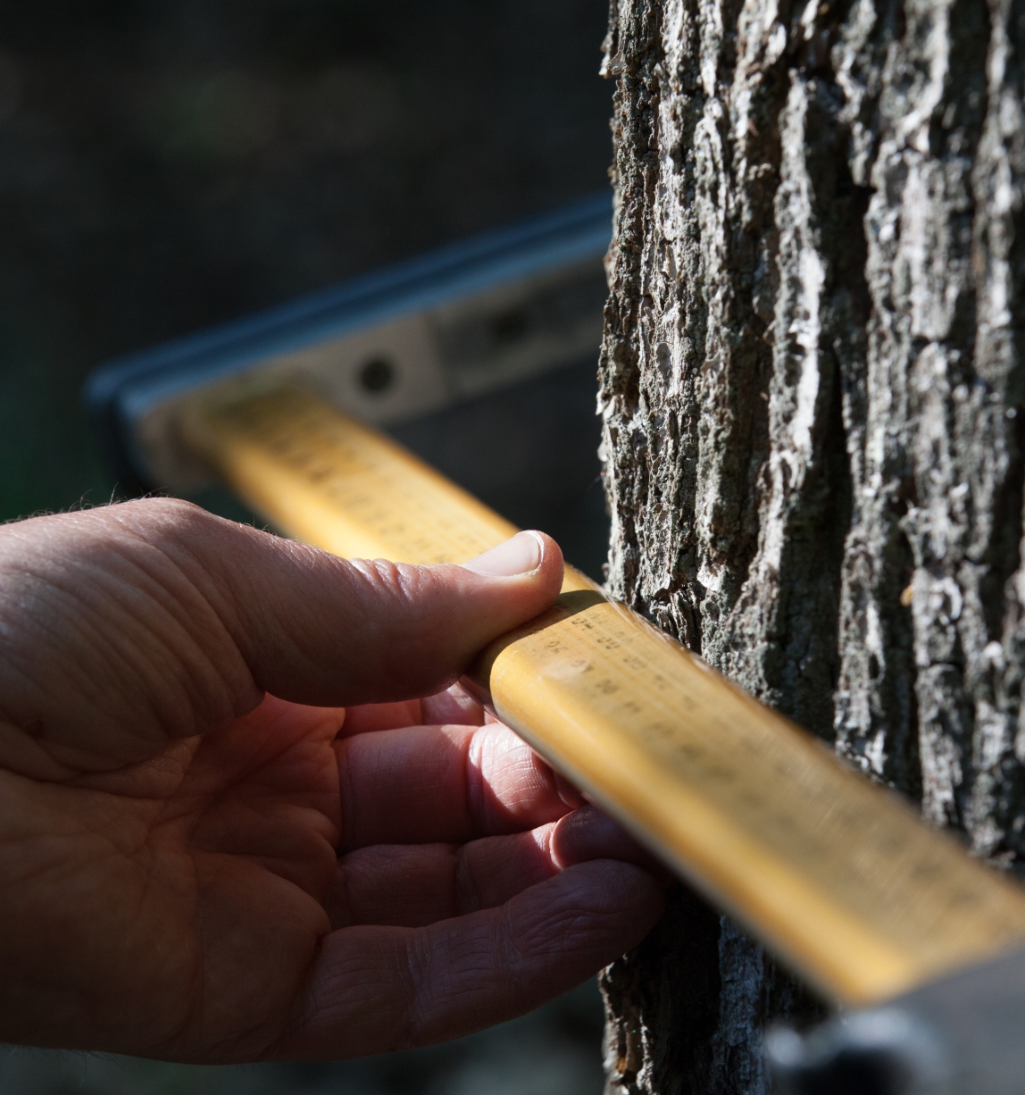 FSC extends the validity of the existing V5 FSC Forest Stewardship ...