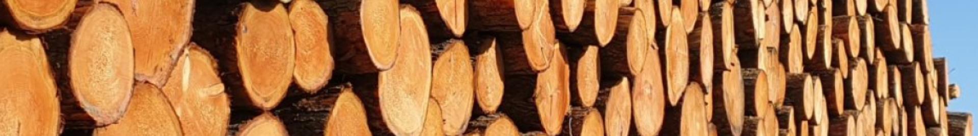 Timber Certification Incentive Programme | Forest Stewardship Council